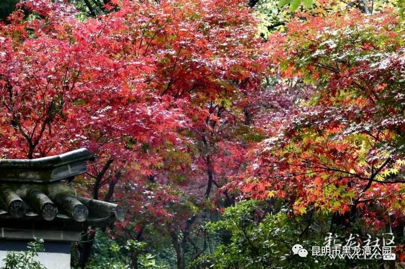 The most beautiful maple leaves dance in the Red Maple Ridge of ...