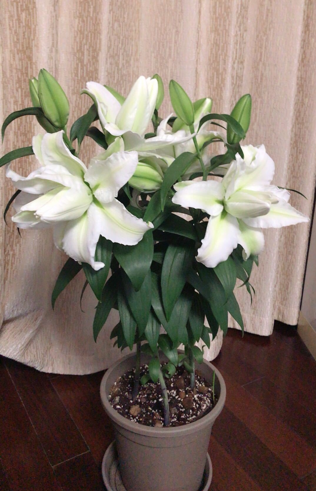 The "Big Mac" in the lily world-Aisha, the flower is huge, beautiful ...