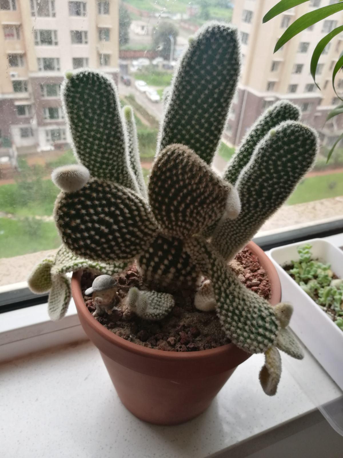 The cactus is 10 meters high, with yellow flowers and red fruits. It ...