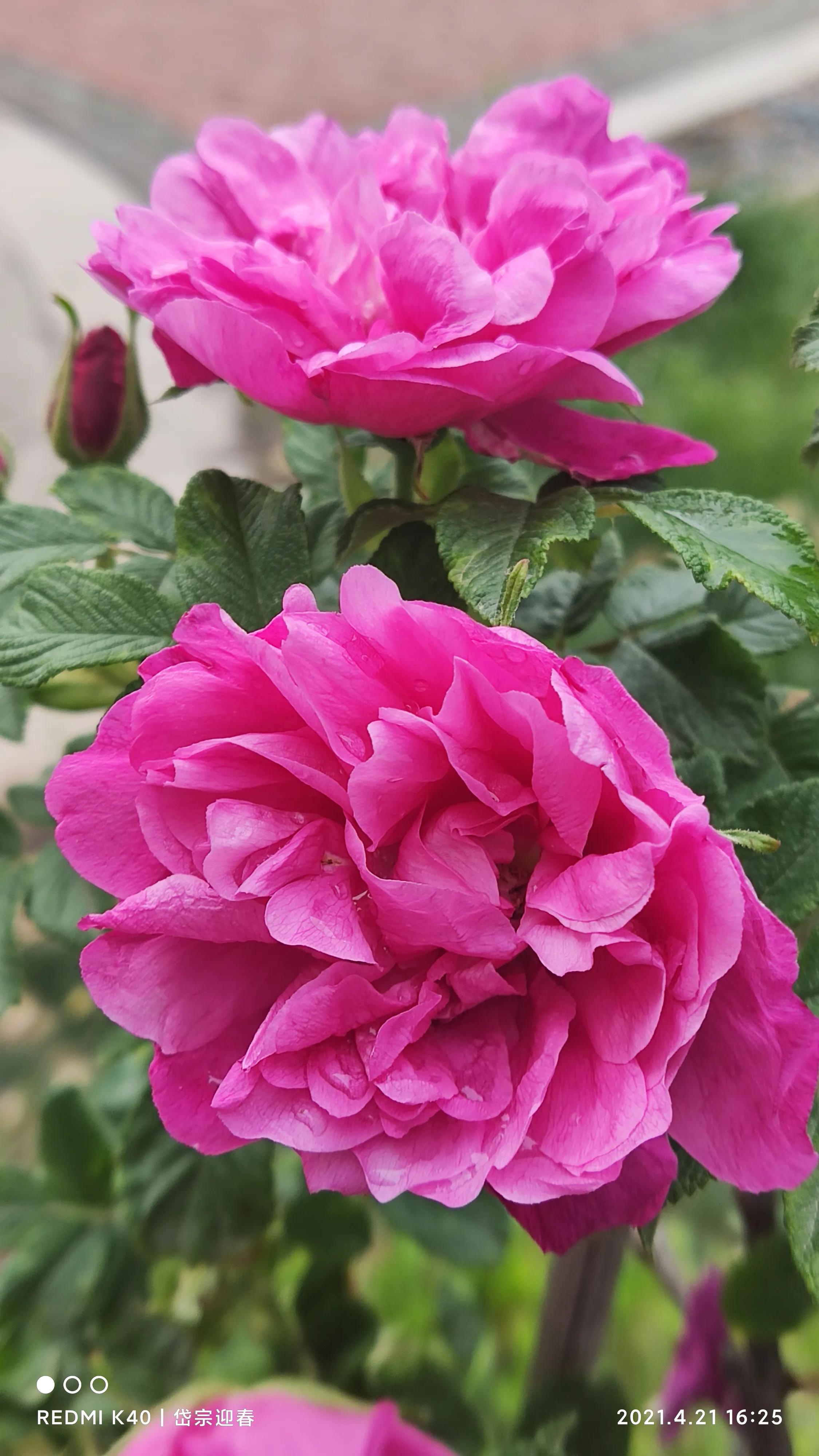 How to distinguish the "three sisters" of rose, rose and rose, and what ...