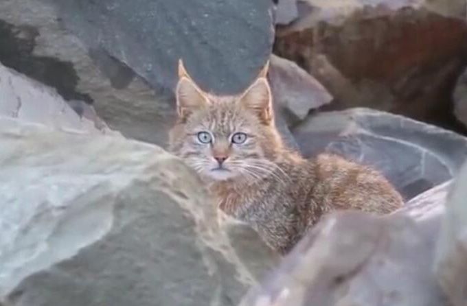 "Desert Cat"-the untouchable desert elf - iNEWS