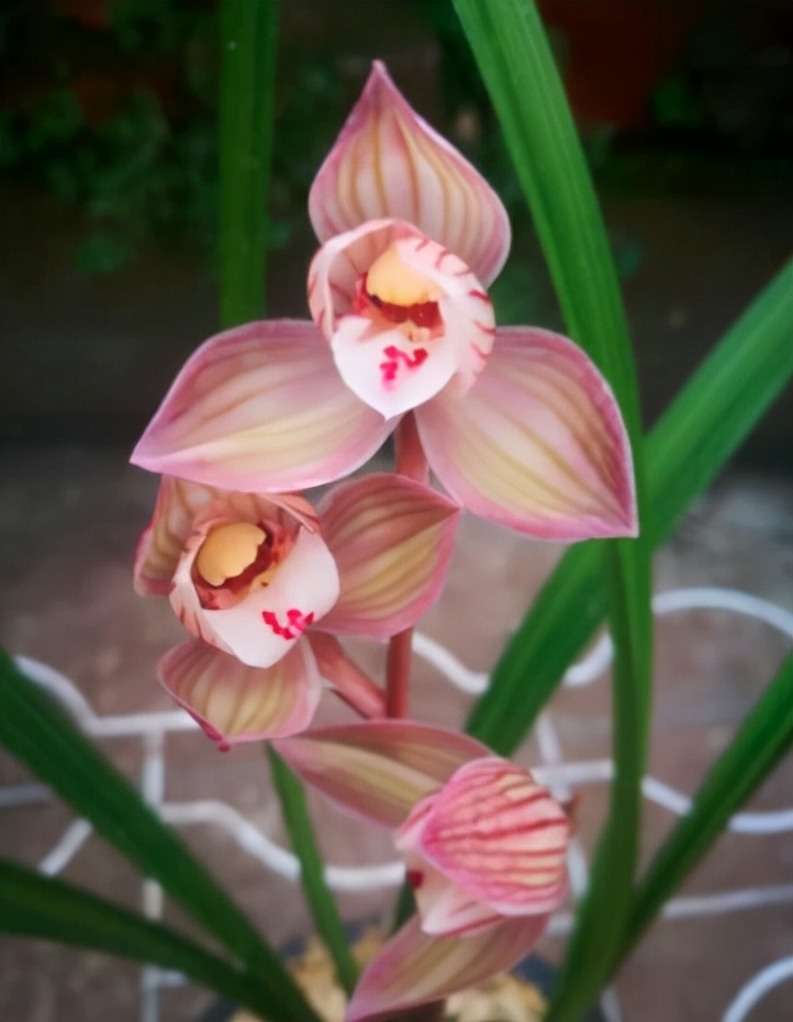 Detailed explanation of orchid petal type, come and see what petal type ...