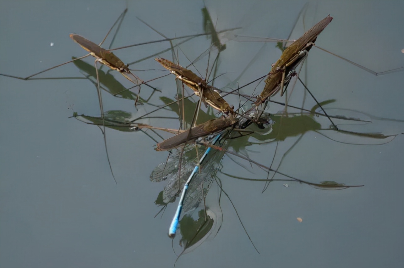 What exactly is this kind of bug that "floats on the water"?Is it a ...