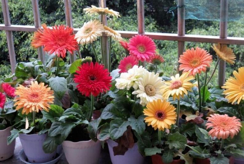 Reasons and precautions for the rotten roots of gerbera potted plants ...