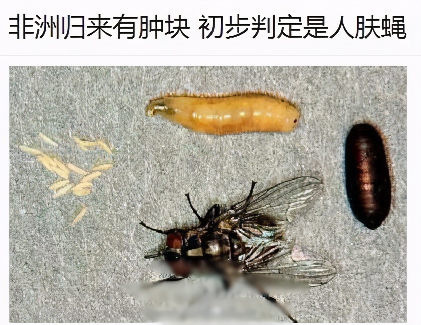 20 most frightening and disgusting insects - iNEWS