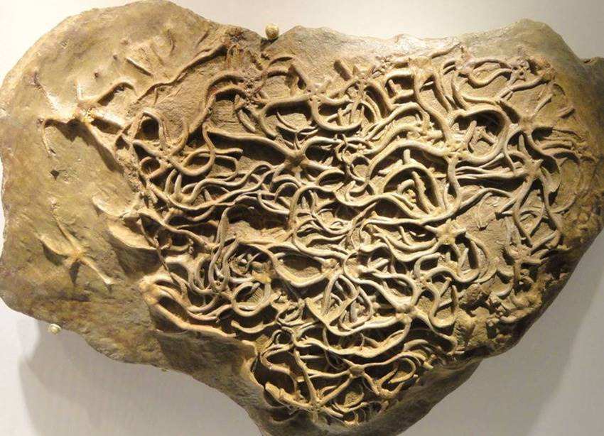 Scientists have discovered an ancient creature. If they hadn't become ...