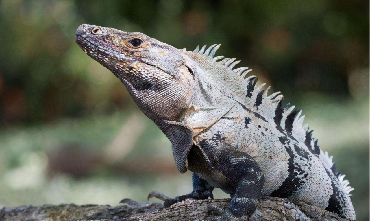 Animals with "special" abilities in nature - iMedia