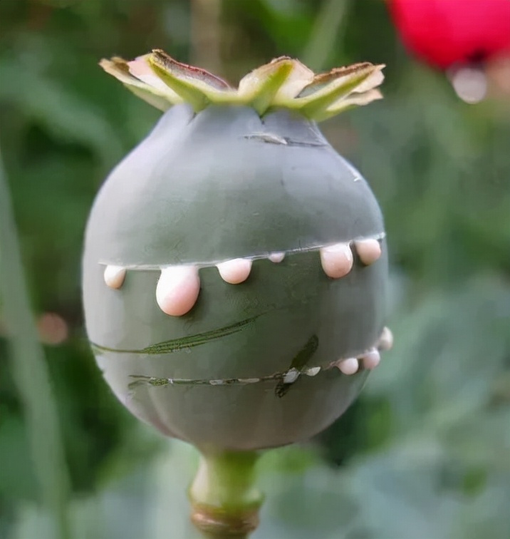 What exactly is opium? - iNEWS