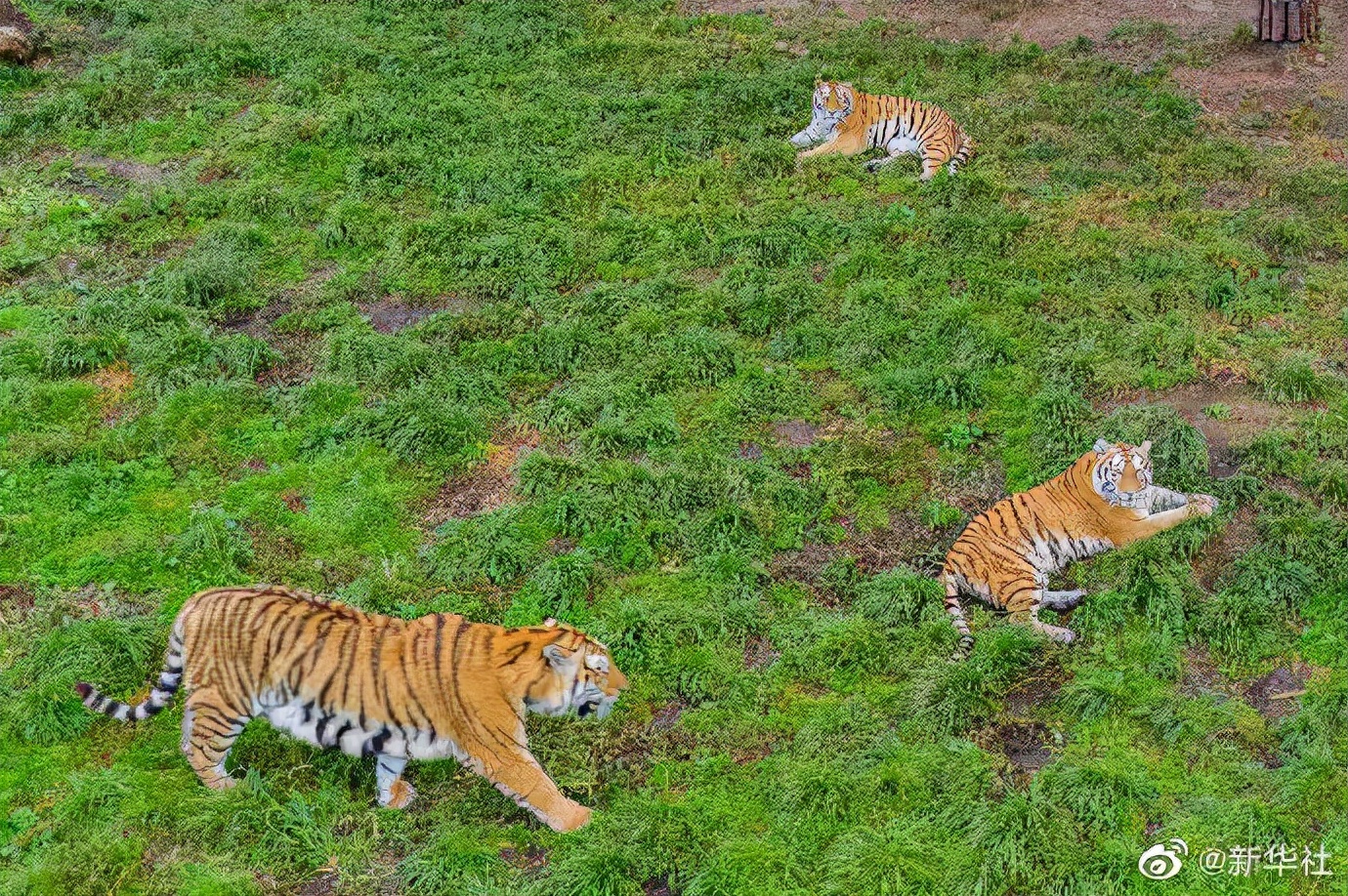 "Autumn Tiger" is here - iNEWS