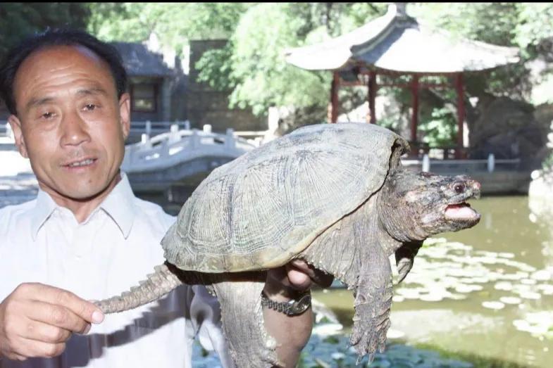 The most ferocious alien species-crocodile turtle - iNEWS