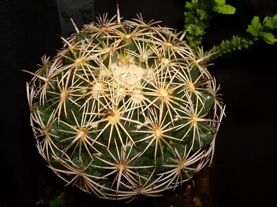 仙人掌科頂花球屬（Coryphantha） - 頭條匯