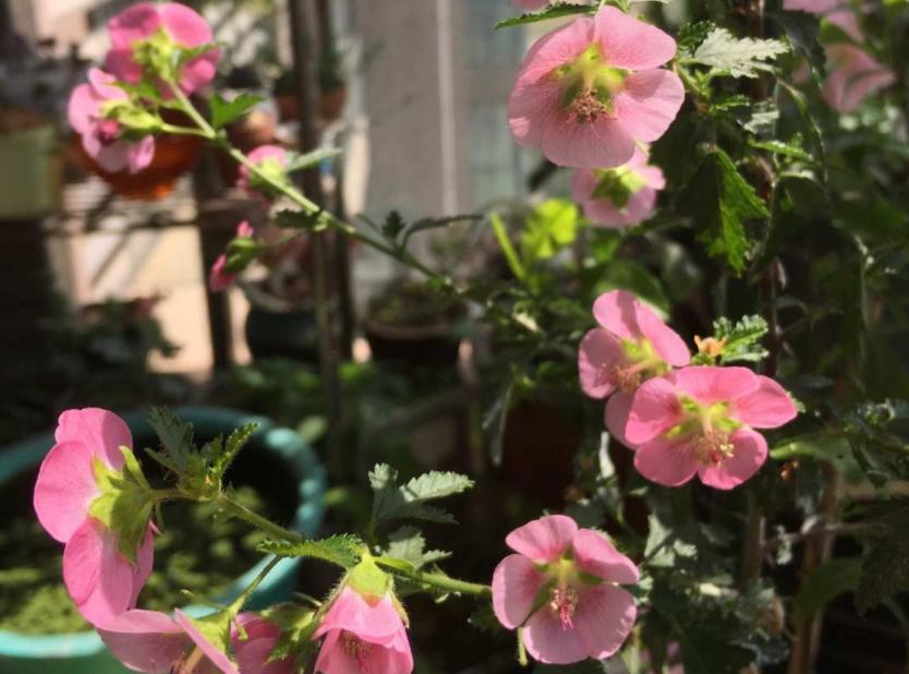 It is known as the "flowering machine". The potted plant can catch 4 ...