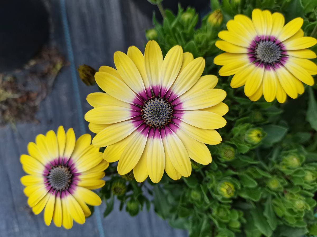 3 bad habits of growing flowers, you must quickly get rid of them, or ...