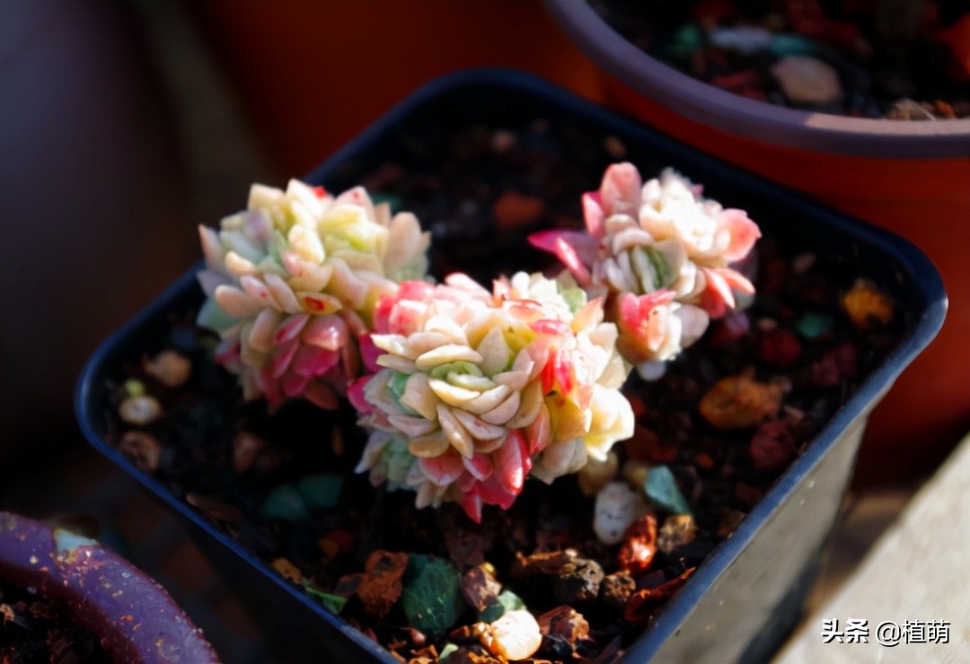 This is the first time I saw the decorated ice plum, it's really ...