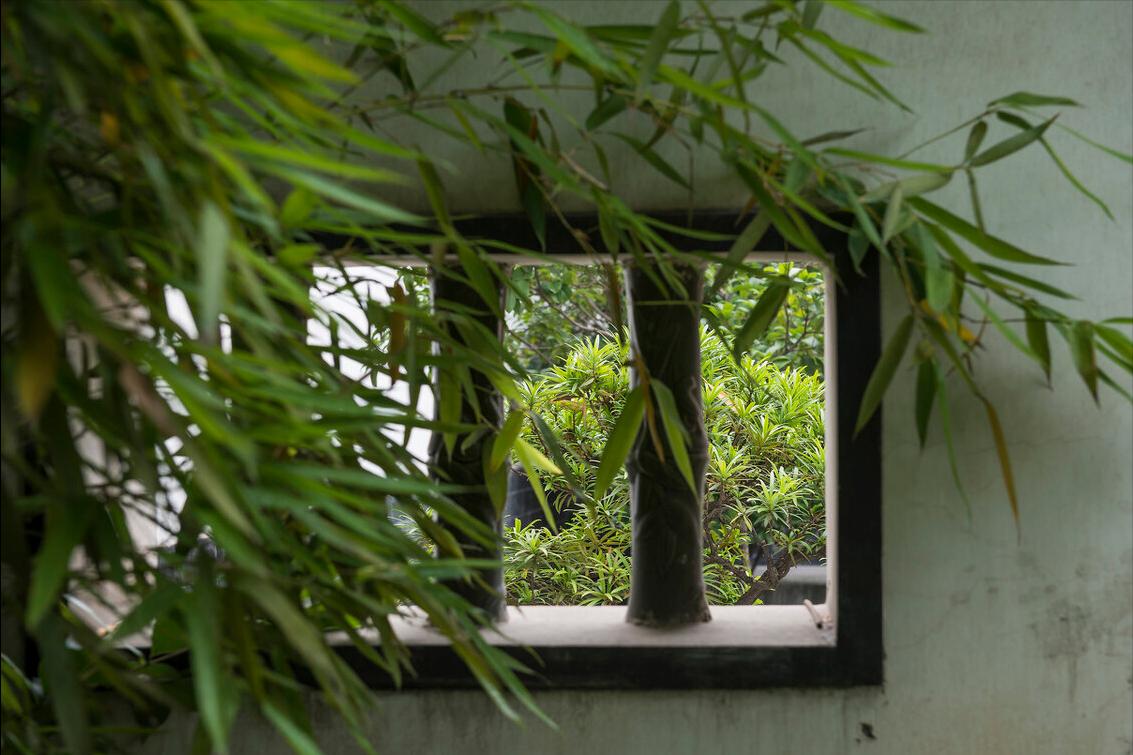 "Bamboo blooms, move immediately", is it scary to bloom bamboo?Why do ...