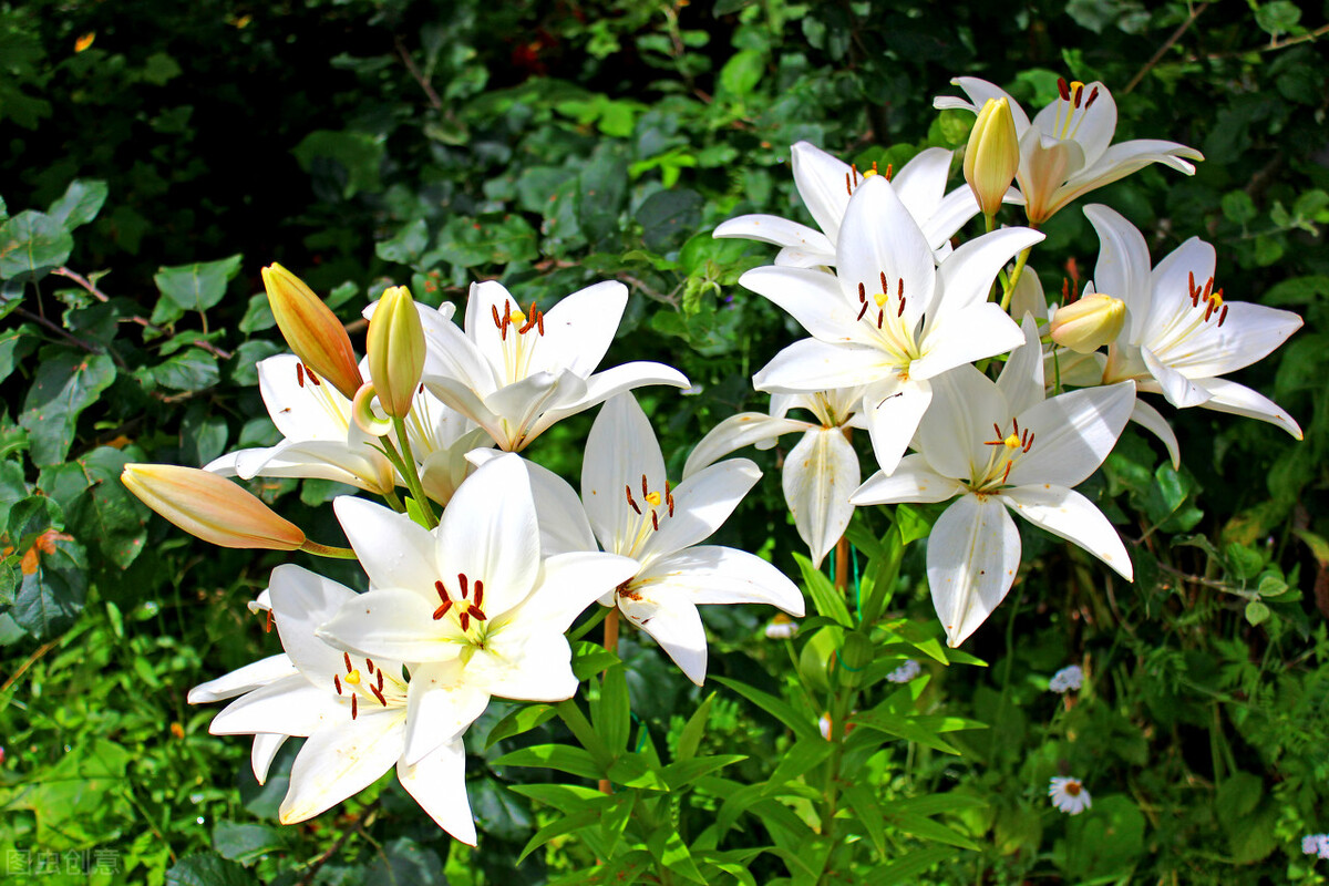 Growing lilies in winter, pinch the temperature, and raise a litter of ...