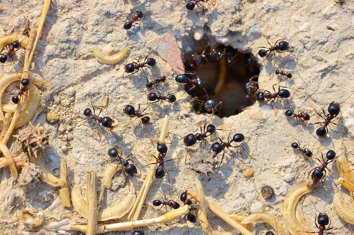 What happens if ants fall from the sixtieth floor? - iNEWS