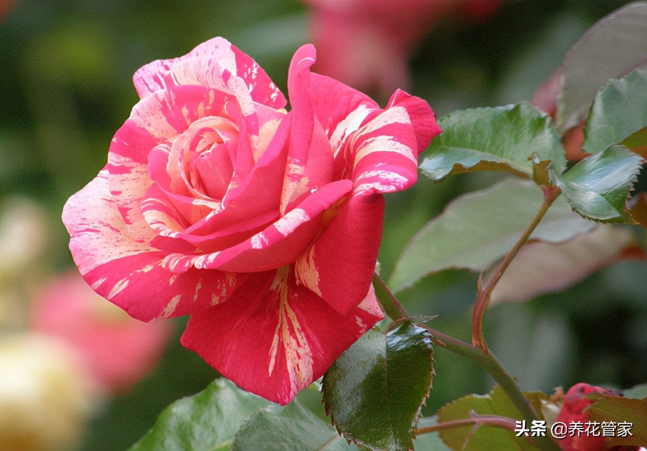 3 "painter" series roses, which one do you like? - iNEWS