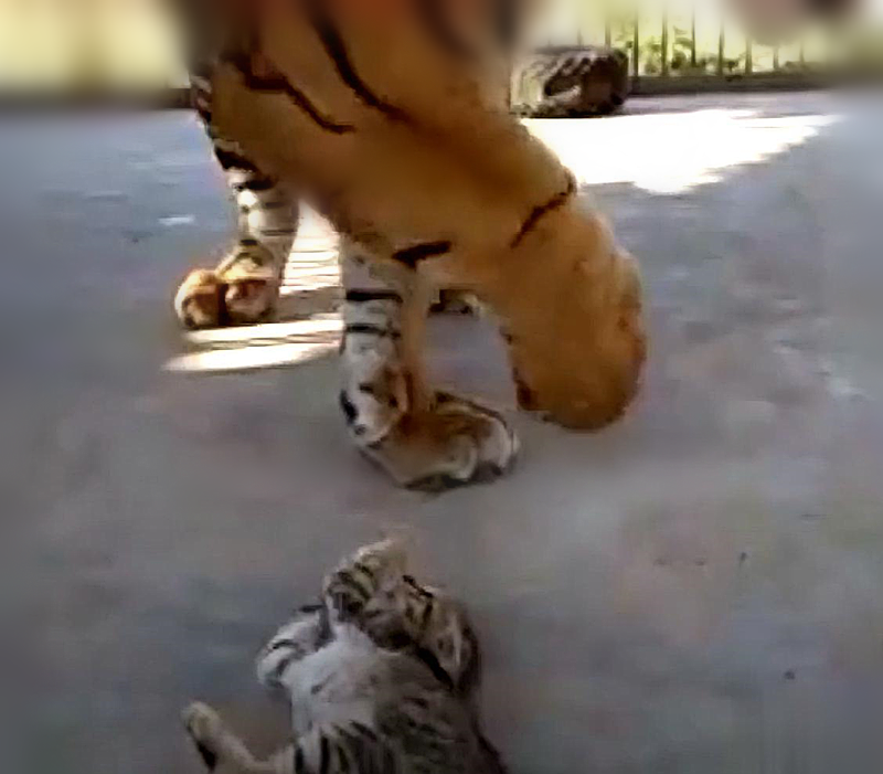 The breeder puts only a cat in the Tiger Garden, I want to make the ...