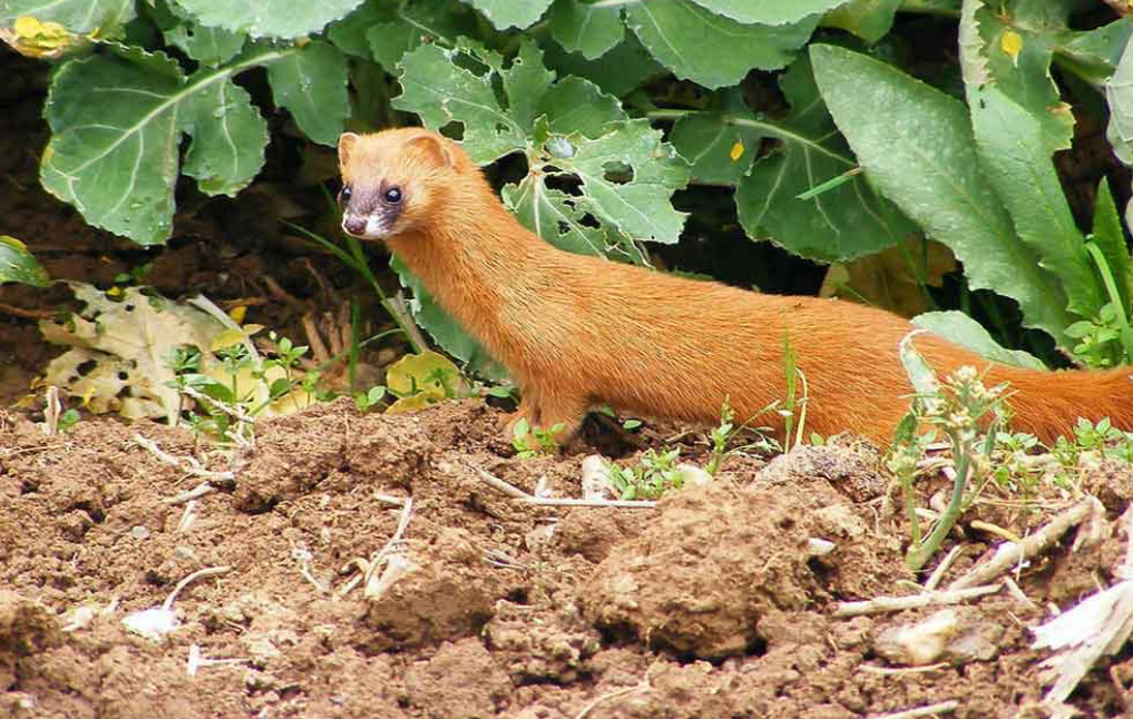 How powerful is the weasel known as the "Huang Daxian"? Why don't you ...