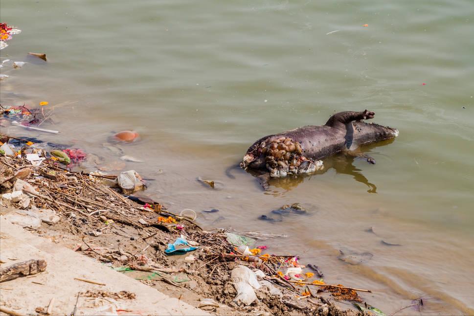 How dirty is the Ganges in India?Poisoned 4800 people every day ...