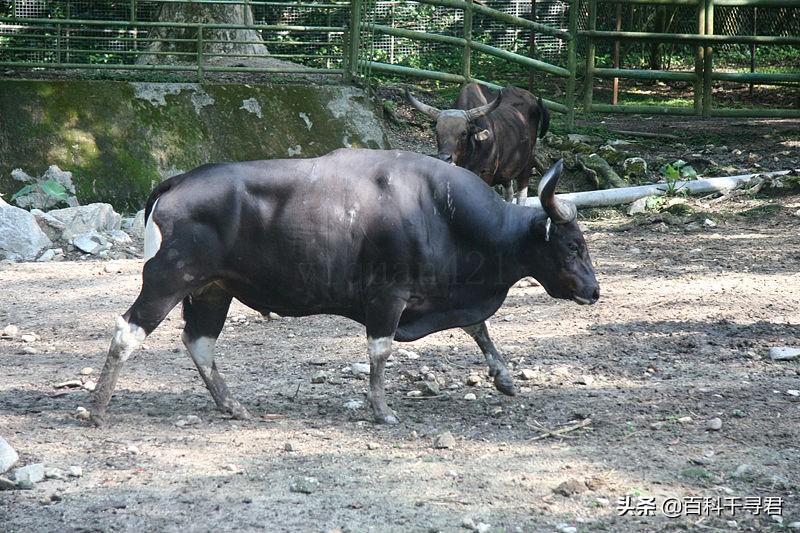 The year of the ox says ox: is there still white-rumped bison in China ...