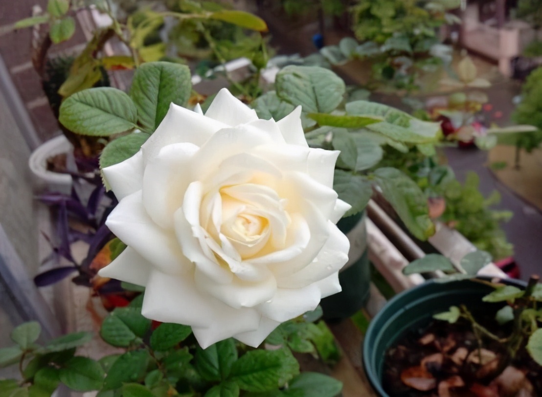 Seven classifications of rose varieties - iMedia