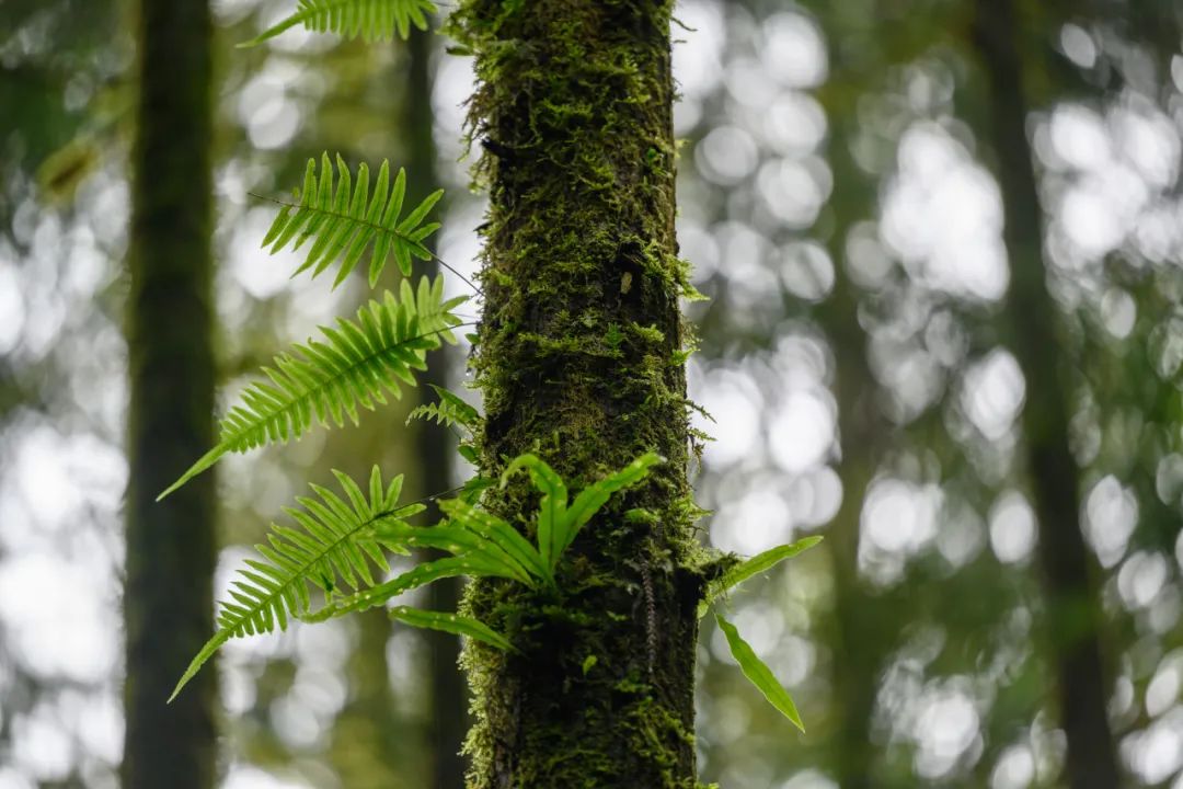 In the Tengchong section of Gaoligong Mountain, there is the largest ...