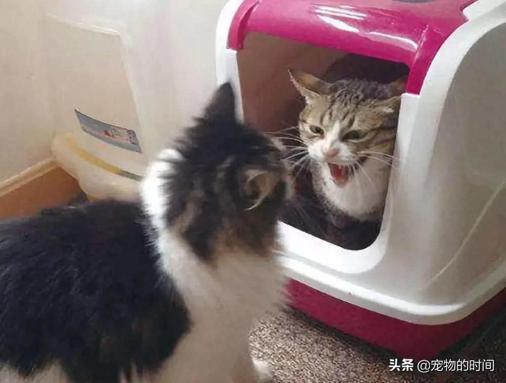 Why doesn't your cat bury its shit?Reasons and methods for cats not to ...