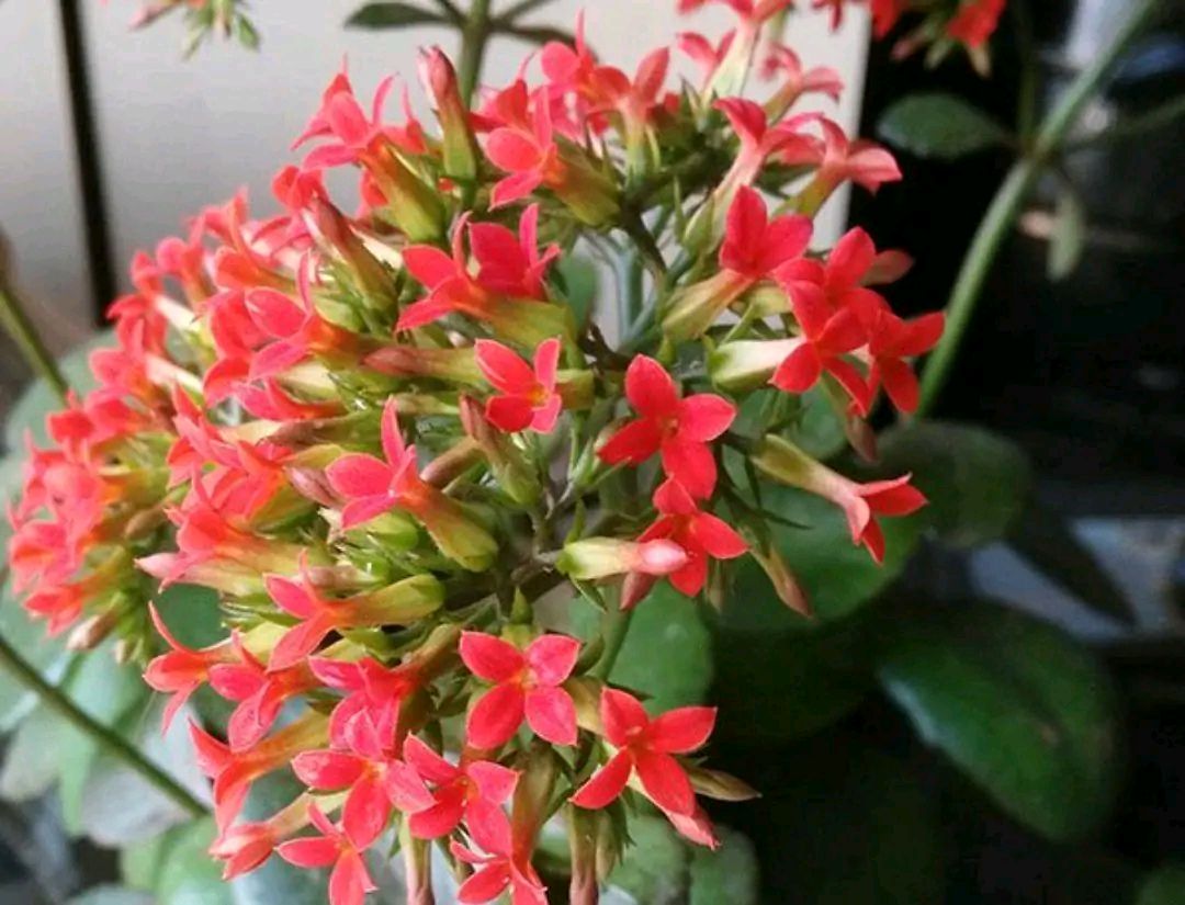 If you like red longevity flowers, you can raise these 3 species. The ...