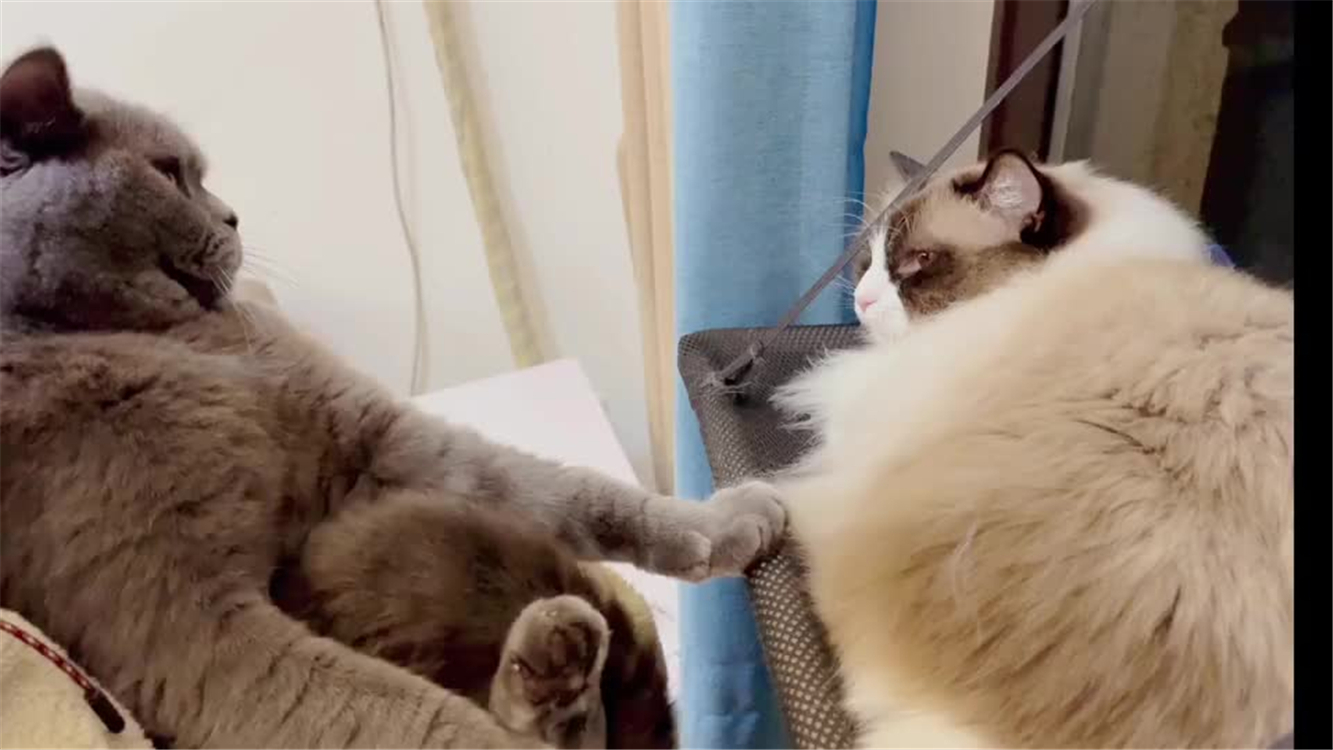 Why do female cats cry miserably when they mate, roll around the floor ...