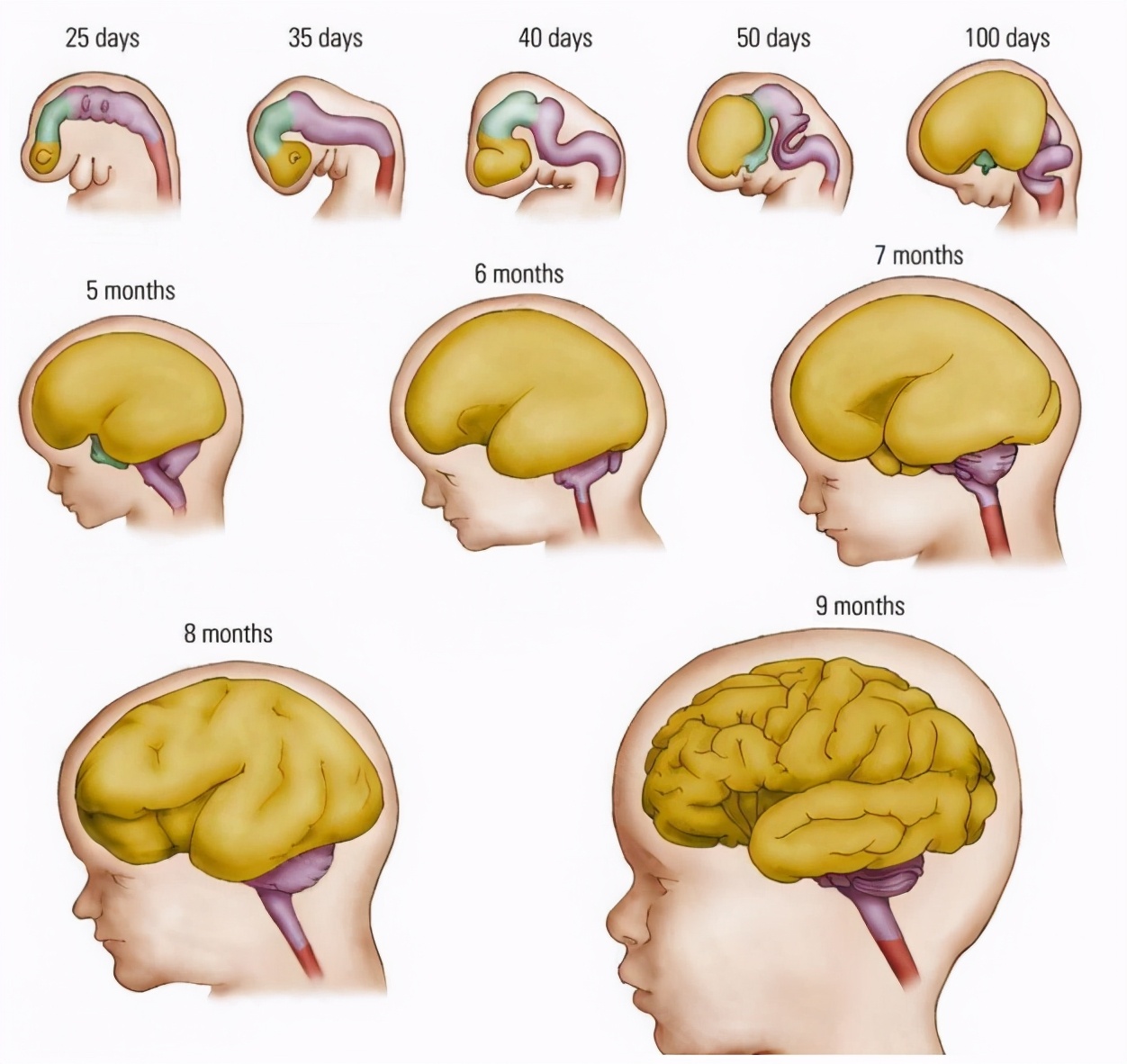 Three "golden times" for fetal brain development, pregnant mothers can ...