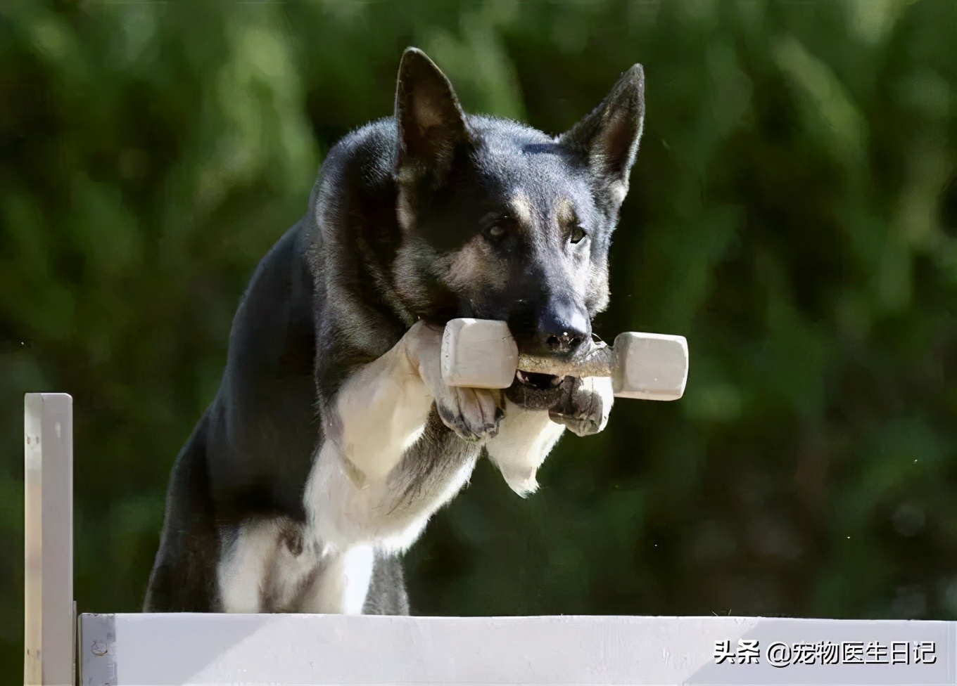 The Japanese police dog named Jiro lost himself while searching for the ...
