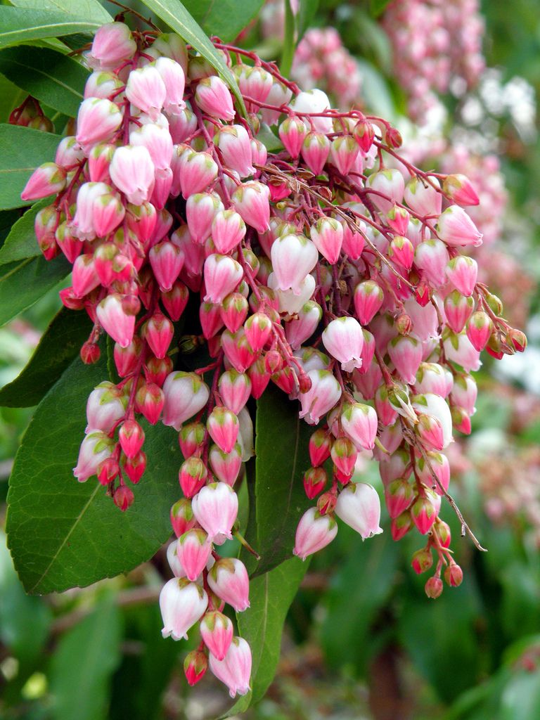 Plant net red Ma Zuimu, why become a small forest in winter? Long ...
