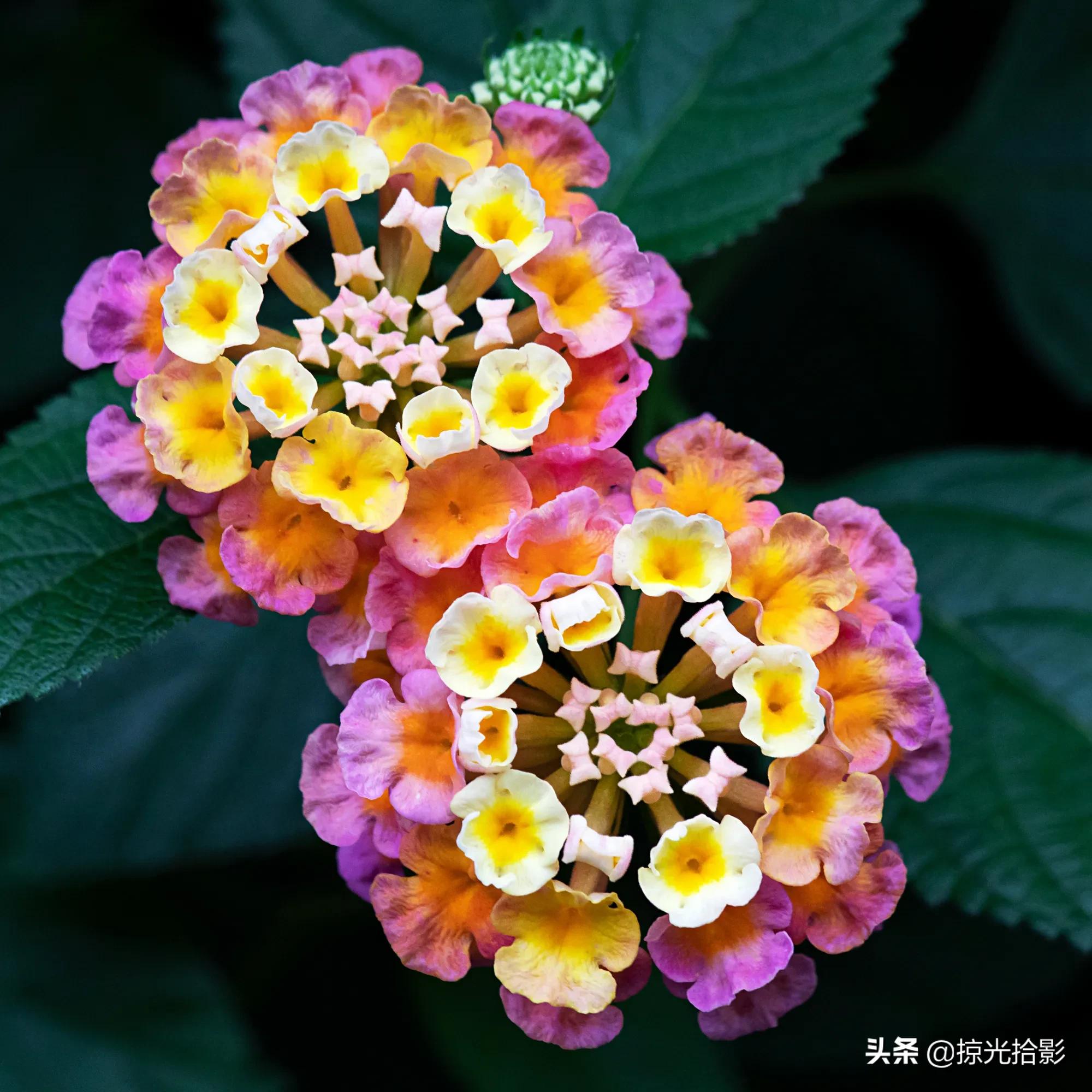 180 micro shots of Lantana, the exquisite pattern is amazing - iNEWS