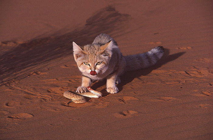 Sand Dune Cat: The only cat that lives in the desert, with a fierce ...