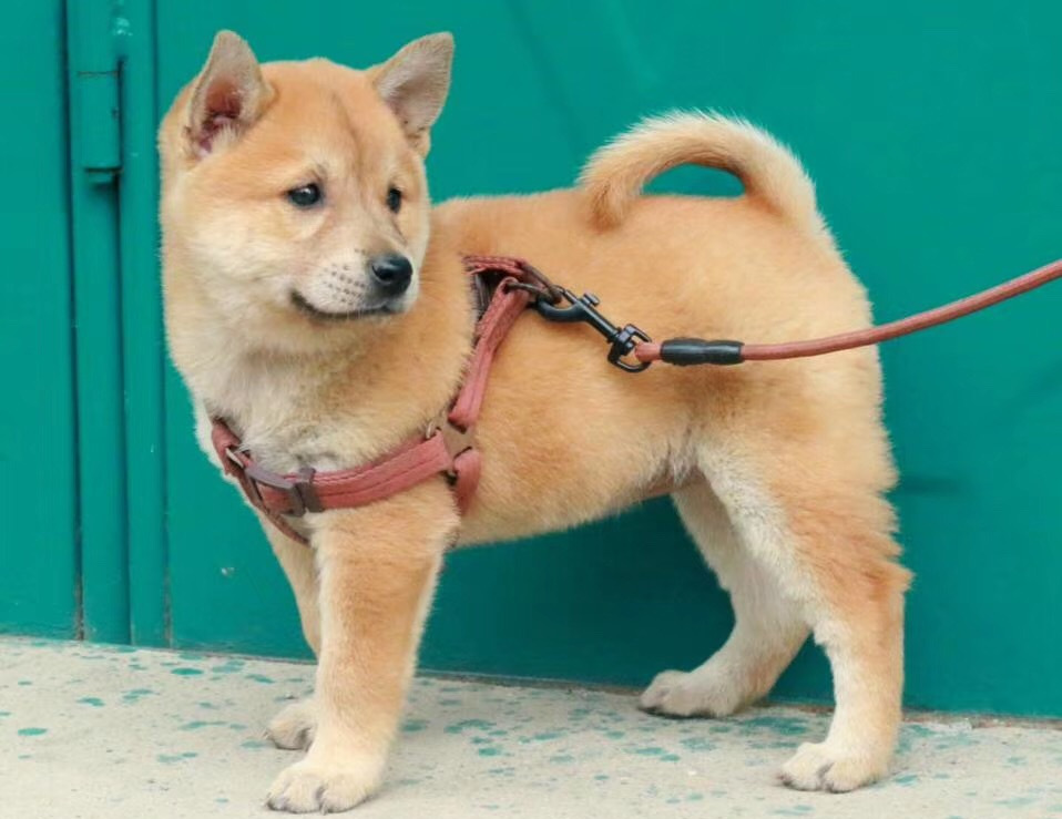 The dogs of the "Wang family" have these characteristics. - iNEWS