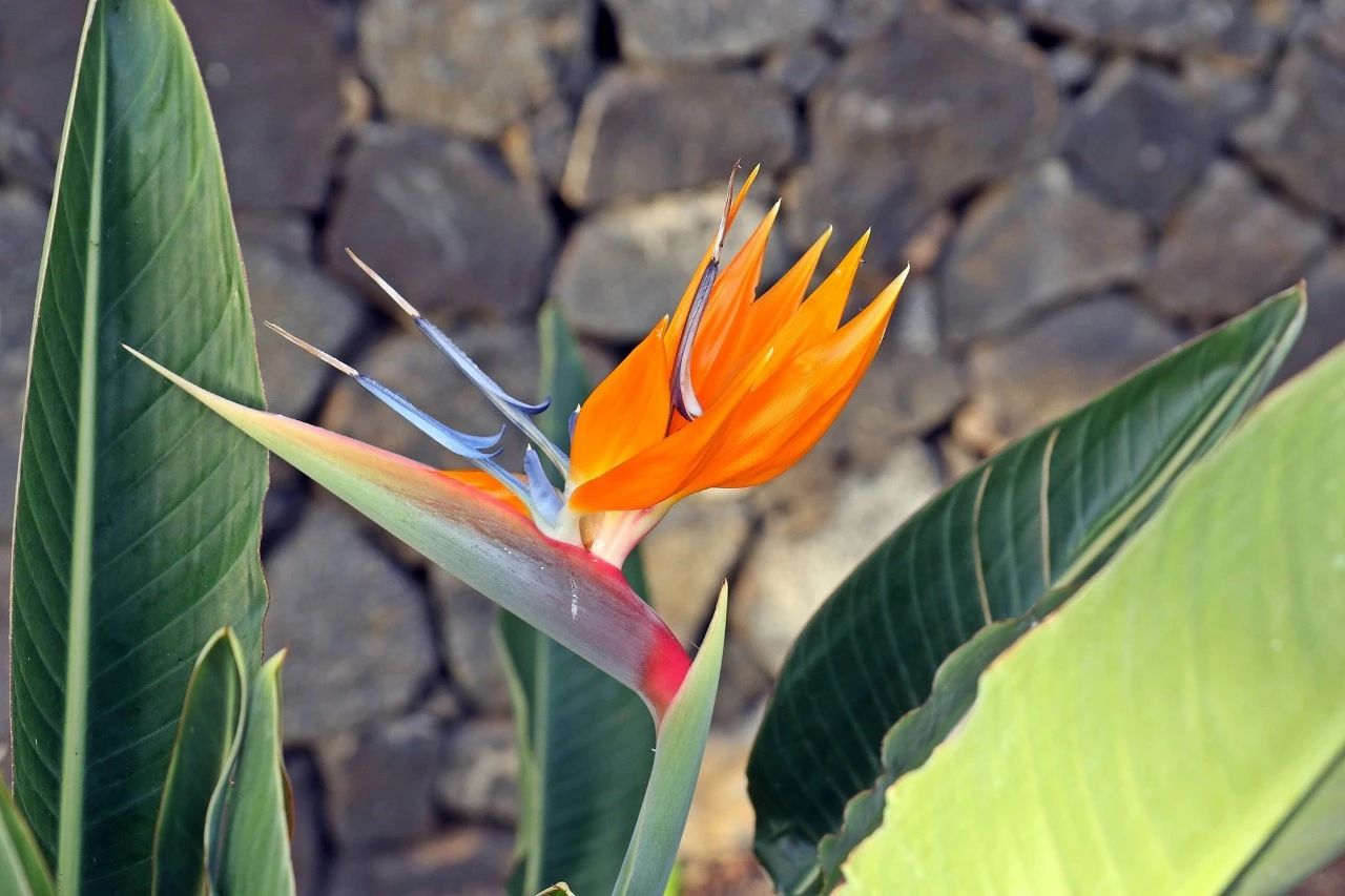 It is recommended not to keep potted bird of paradise in a sunless ...