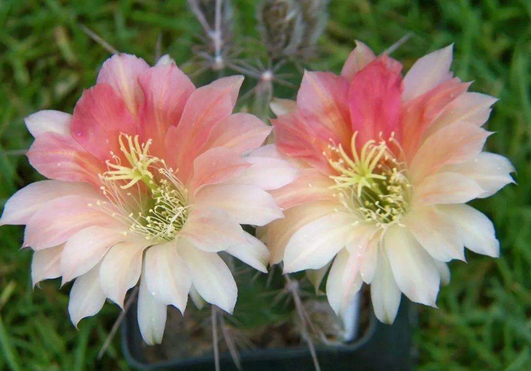 The cactus has a knack for urging flowers. Leave some water in these ...