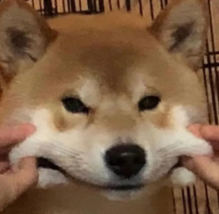 Shiba Inu avatar~ - iNEWS