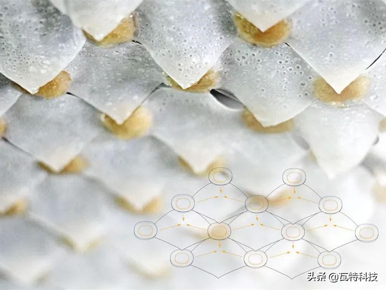 "Black Technology" for Body Sculpting——Shape Memory Apparel Fabric - iNEWS