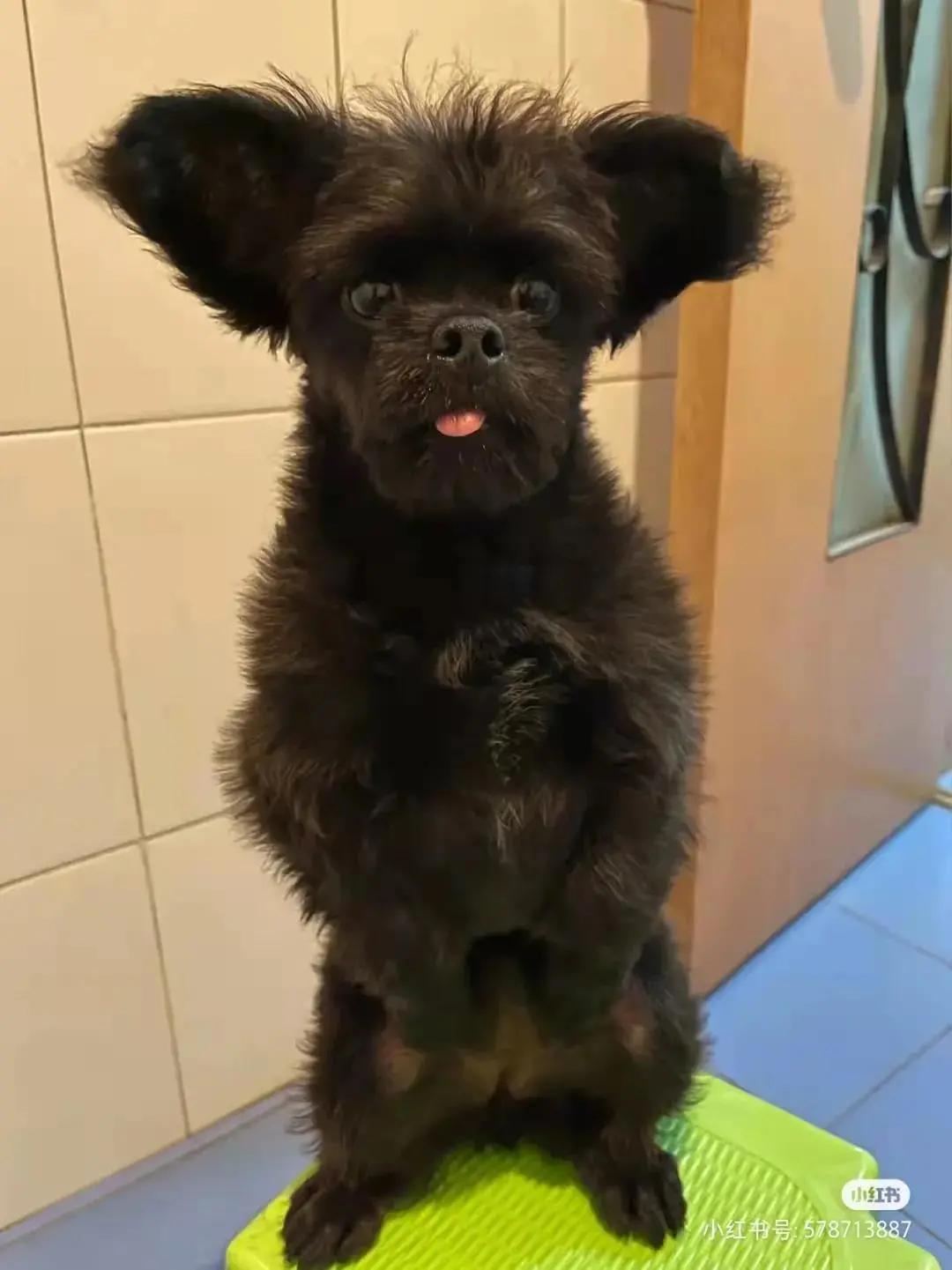 "Black Teddy" was refused a dog permit, and the netizens smiled: this ...
