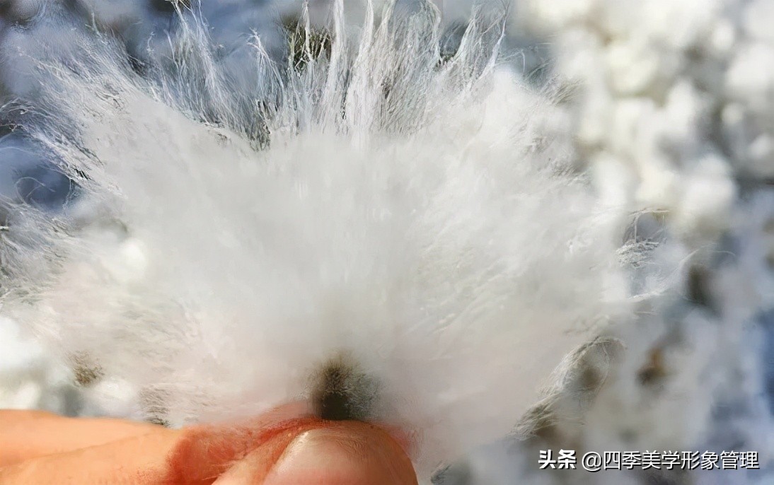 Xinjiang long-staple cotton is so good!How to choose a single product ...