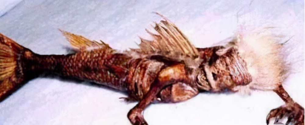 In 1980, South China Sea fishermen caught "mermaid"?Many mermaid ...