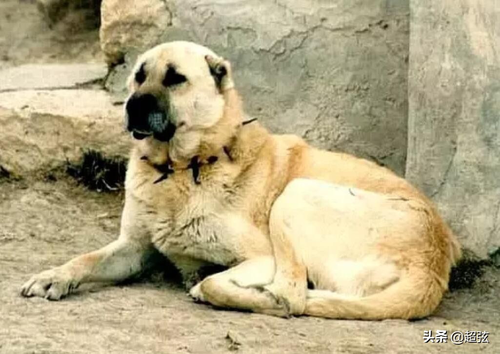 The bulldog and the wolf are singled out, who has the best chance of ...