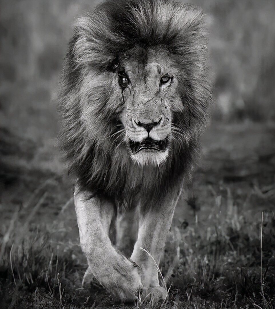 The captain of the disabled lion king, became famous in his childhood ...