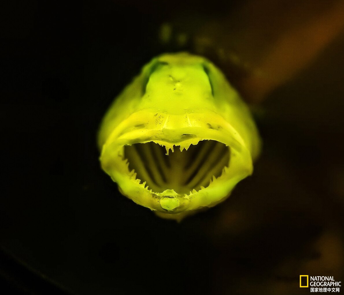 This violent fish grows teeth when it gets angry - iMedia