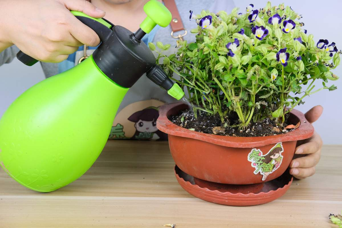 Newbies must see! Plant watering rules, learn how to grow and prosper ...