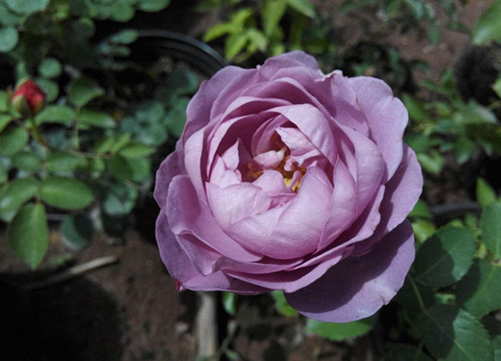 Seven classifications of rose varieties - iMedia