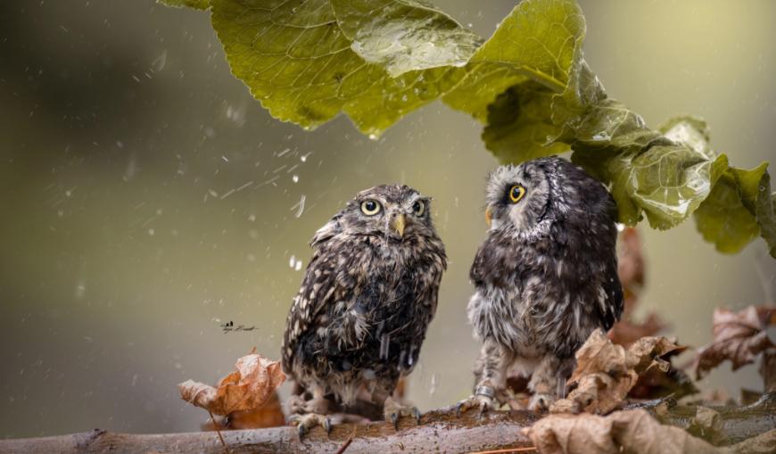 How do animals survive the rainstorm?The squirrel picked up the ...